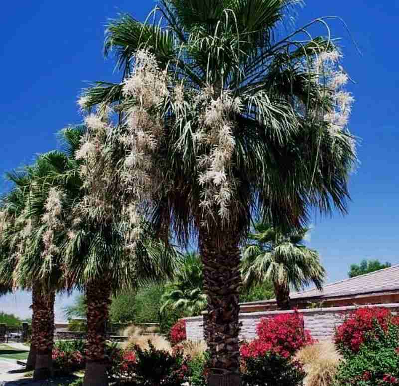 Houston's Best Filibusta Fan Palms Trees | Verdant Tree Farm