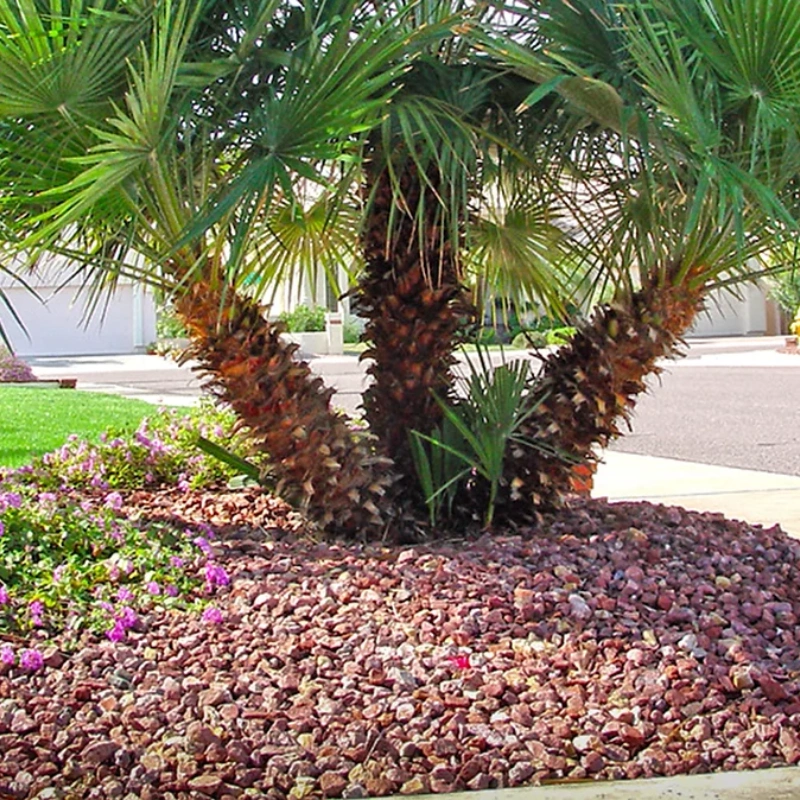Mediterranean Fan Palm Tree 5 MEDITERRANEAN FAN PALM European Dwarf