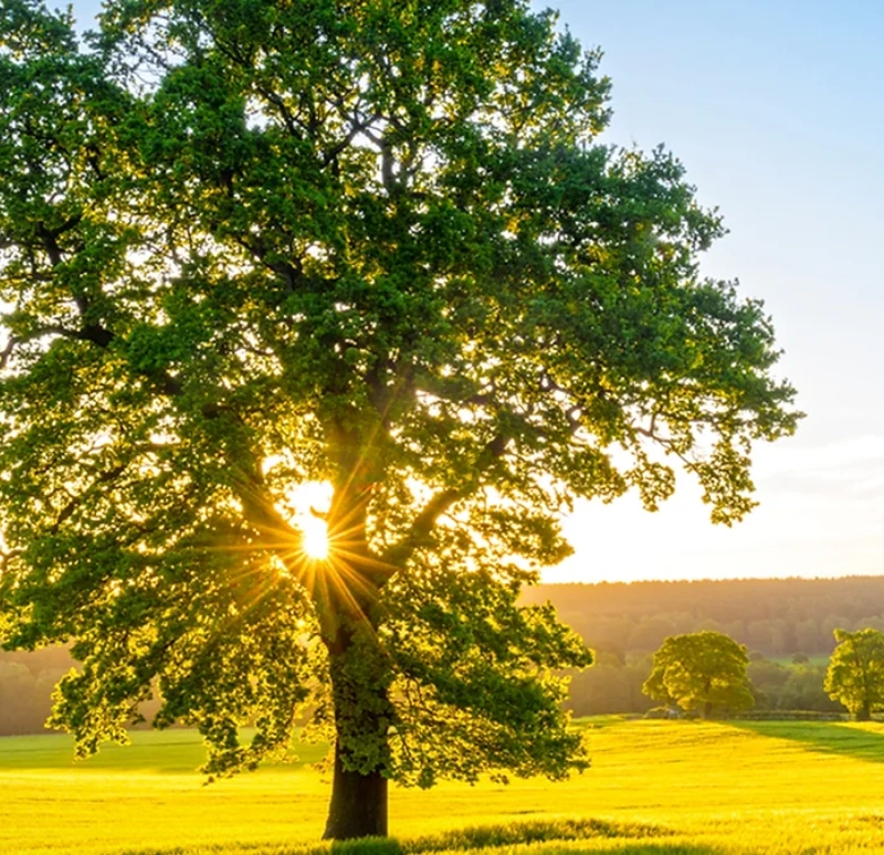 Mexican / American Sycamore | Verdant Tree Farm | Houston, TX