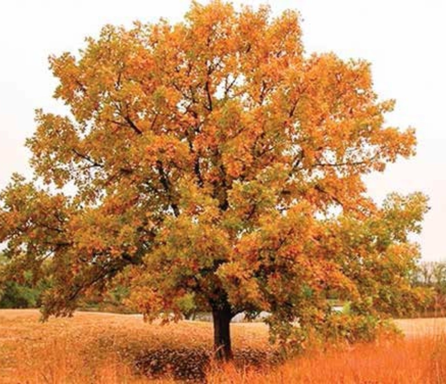 Bur Oak | Verdant Tree Farm | Houston, TX