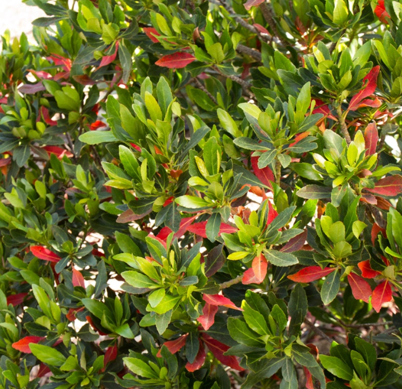 Japanese Blueberry | Verdant Tree Farm | Houston, TX