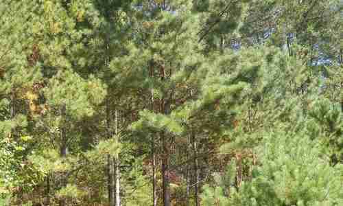 Loblolly Pine Verdant Tree Farm Houston Tx