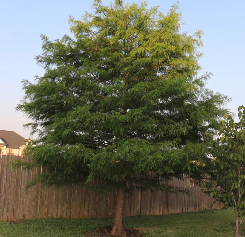 Montezuma Cypress | Verdant Tree Farm | Houston, TX
