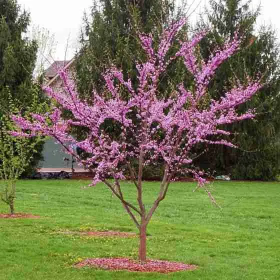 Texas Red Bud | Verdant Tree Farm | Houston, TX