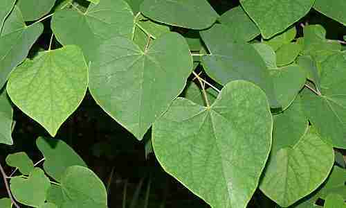 Texas Red Bud Verdant Tree Farm Houston Tx