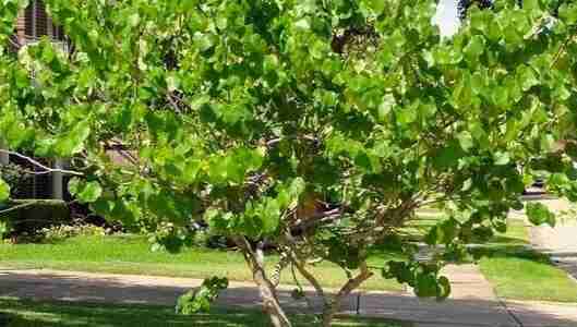 Texas Red Bud | Verdant Tree Farm | Houston, TX