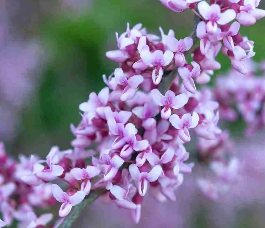 Texas Red Bud | Verdant Tree Farm | Houston, TX
