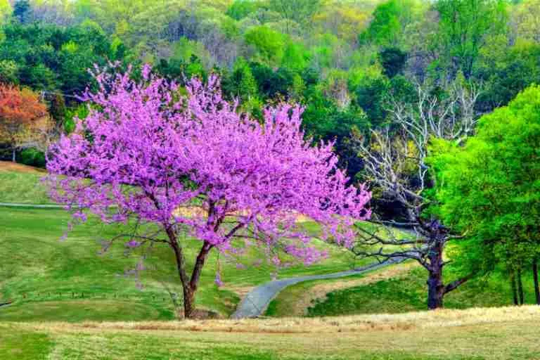 Texas Red Bud | Verdant Tree Farm | Houston, TX