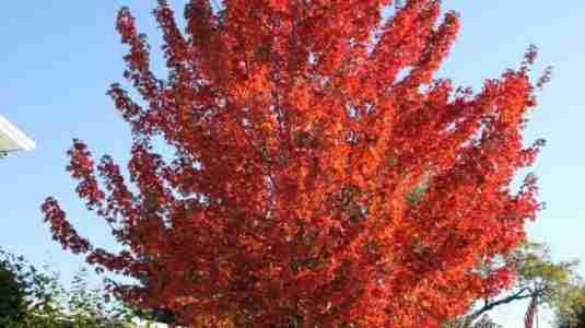 Red Maple | Verdant Tree Farm | Houston, TX