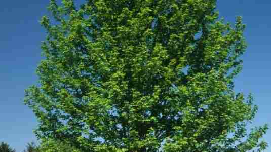 Red Maple | Verdant Tree Farm | Houston, TX