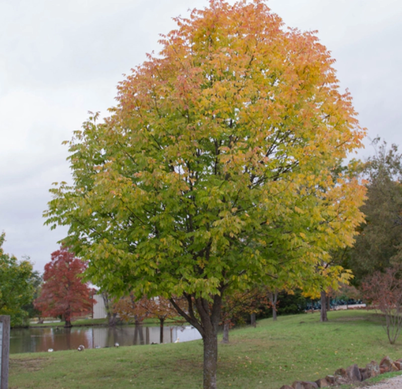 Texas Ash | Verdant Tree Farm | Houston, TX