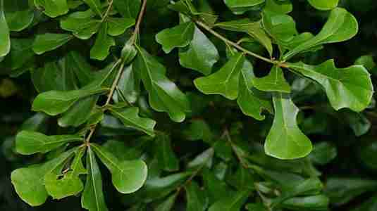 Water Oak Verdant Tree Farm Houston Tx