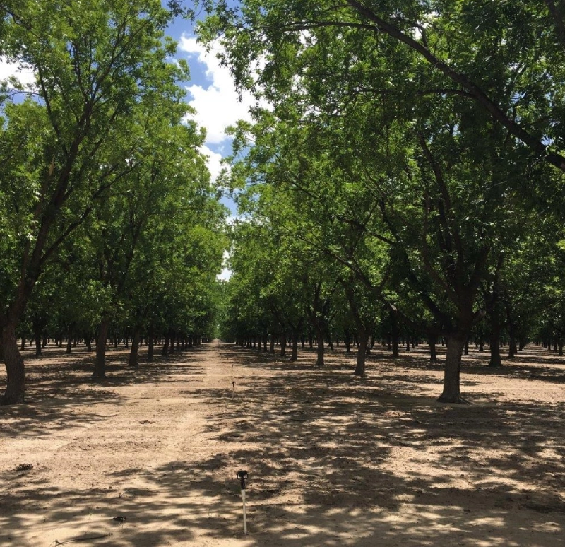 PECAN | HOUSTON | Verdant Tree Farm and Landscape