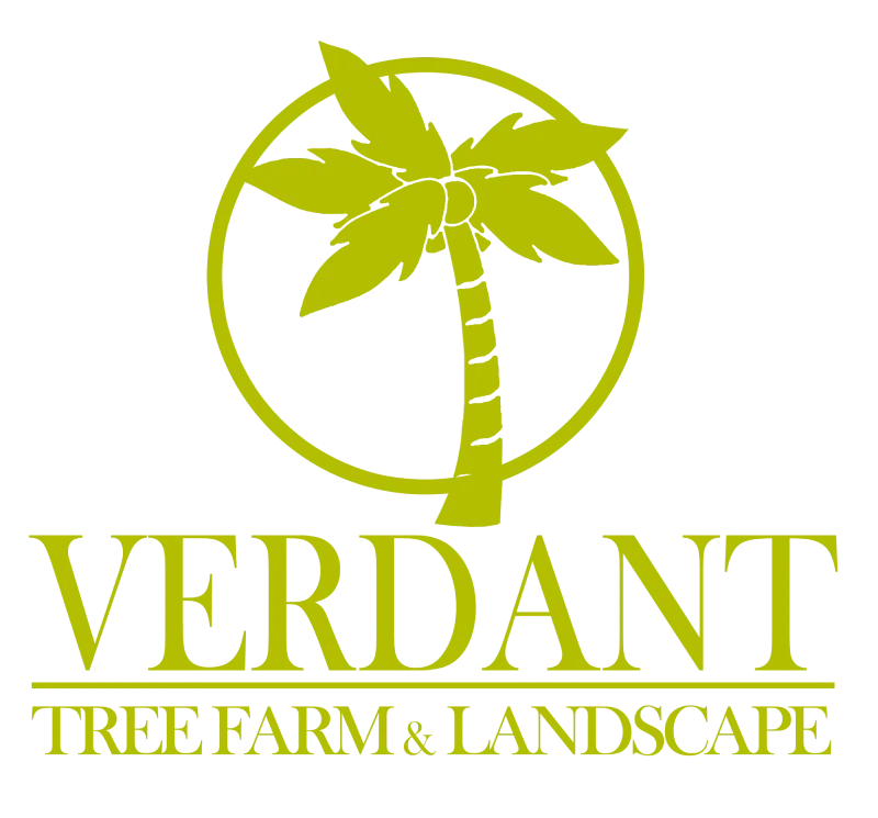 Texas Red Bud | Verdant Tree Farm | Houston, TX